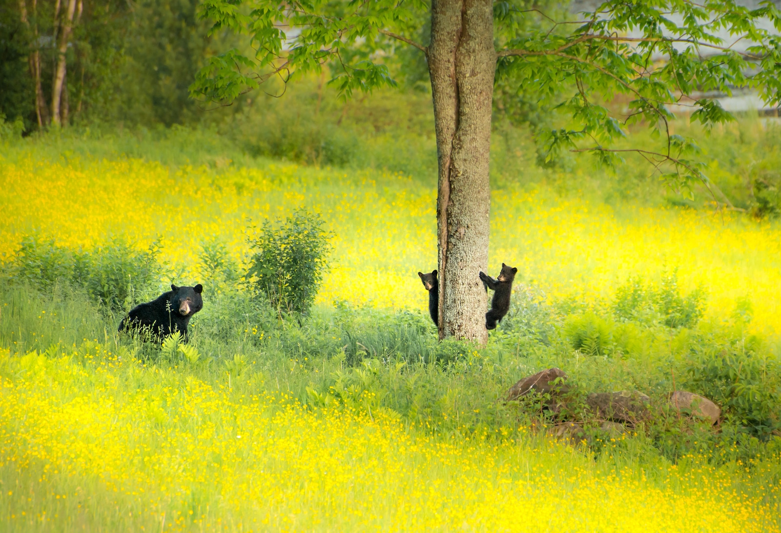 Adventure Programs | Sugar Hill Inn